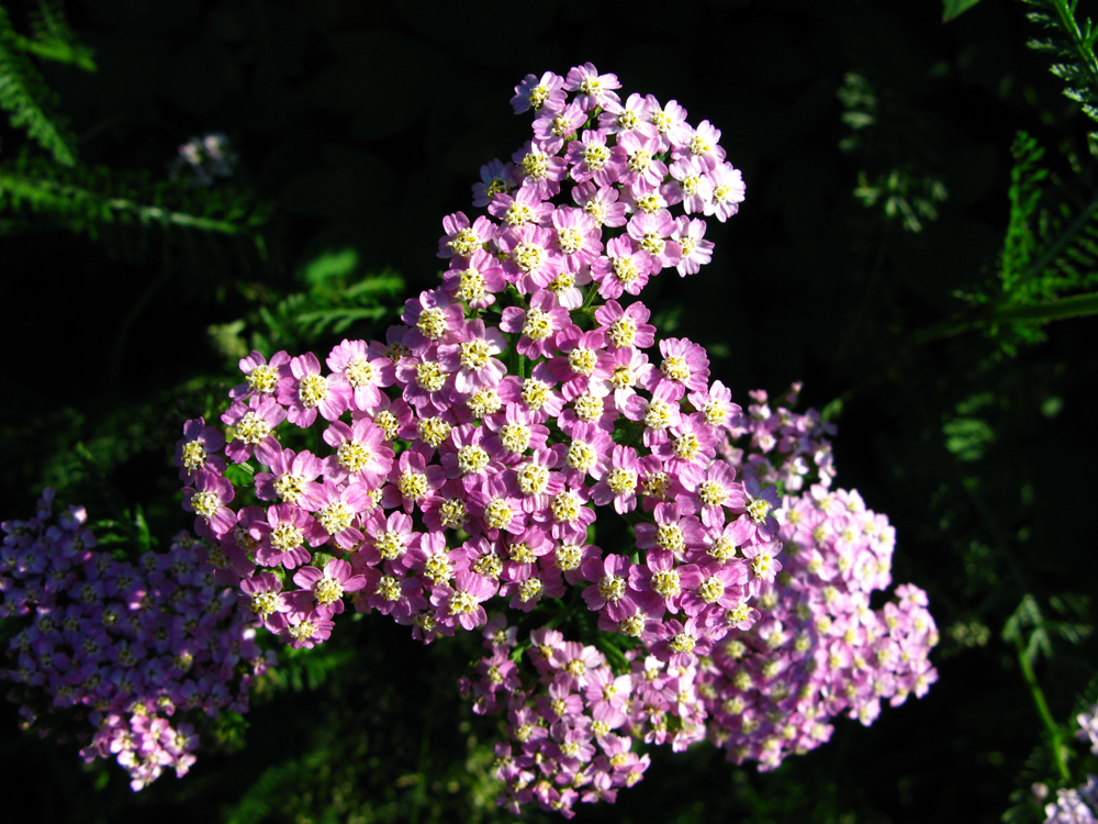 Achillée rose - Les élixirs floraux de la Bourrache