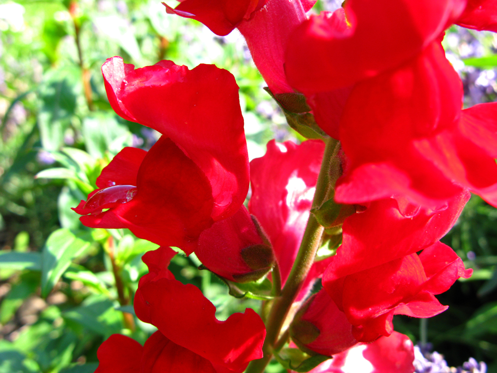 Gueule de loup - Les élixirs floraux de la Bourrache