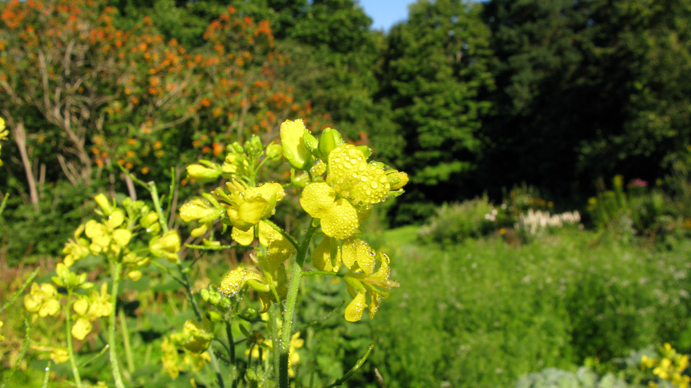 Moutarde - Les élixirs floraux de la Bourrache