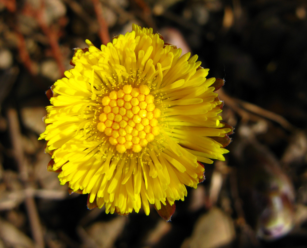 Tussilage - Les élixirs floraux de la Bourrache