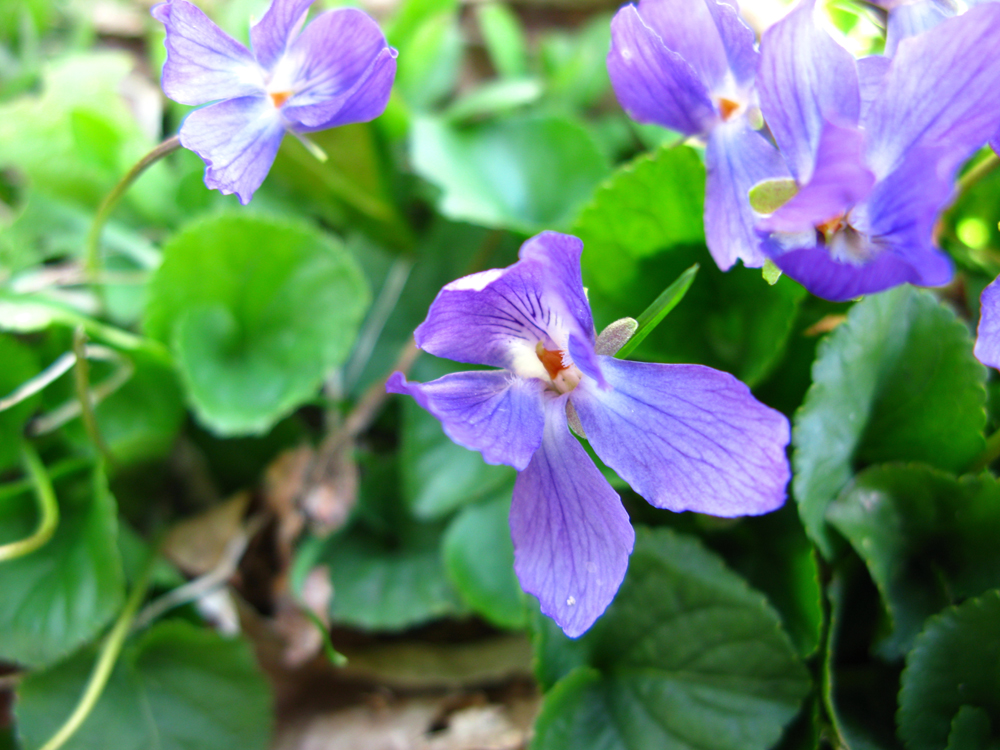 Violette - Les élixirs floraux de la Bourrache
